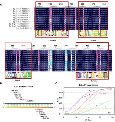 Frontiers | Development of a real-time recombinase-aided amplification ...