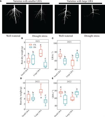 Frontiers | The crucial role of lateral root angle in enhancing drought ...