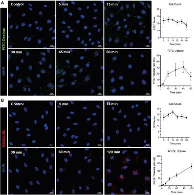 Frontiers | Organ-on-a-chip for studying immune cell adhesion to liver ...