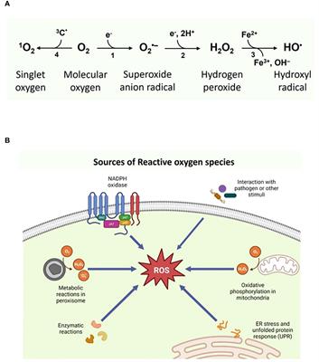 Frontiers | ROS signaling in innate immunity via oxidative protein ...