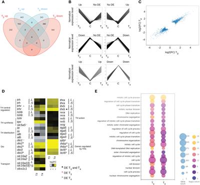 Frontiers | Overlapping action of T3 and T4 during Xenopus laevis ...