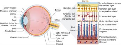 Frontiers | Nanoparticle-based optical interfaces for retinal ...