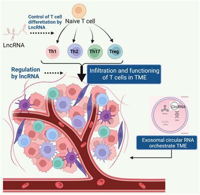 Frontiers | Editorial: Regulation of tumor-immune microenvironment by ...