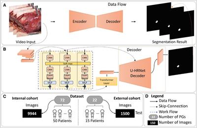 Frontiers | A novel deep learning method to segment parathyroid glands ...
