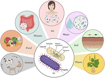 Frontiers | Understanding bacterial pathogenicity: a closer look at the ...