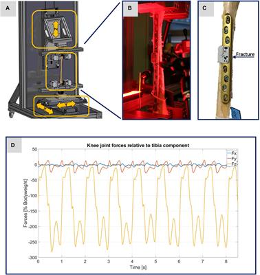 Frontiers | Experimental and virtual testing of bone-implant systems ...