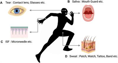 Frontiers | Wearable device for continuous sweat lactate monitoring in ...