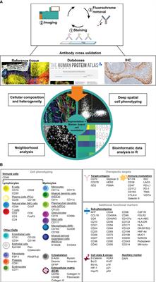 Frontiers | Unveiling spatial complexity in solid tumor immune ...