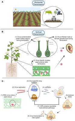 Frontiers | Plant virus transmission during seed development and ...