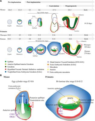 Frontiers | A comprehensive review: synergizing stem cell and embryonic ...