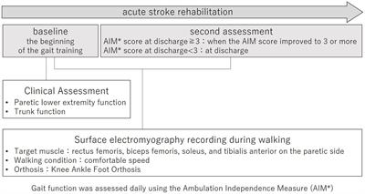 Frontiers | Quadriceps muscle activity during walking with a knee ankle ...