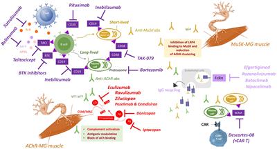 Frontiers | Targeting autoimmune mechanisms by precision medicine in ...