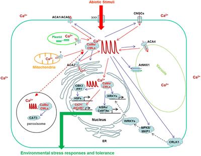 Frontiers | Involvement of calmodulin and calmodulin-like proteins in ...