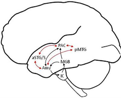 Frontiers | The Language, Tone and Prosody of Emotions: Neural ...