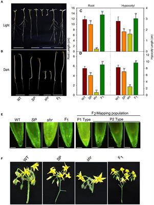 Frontiers | Nitric Oxide Overproduction in Tomato shr Mutant Shifts ...