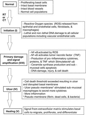 Frontiers | Radiation-Induced Oral Mucositis