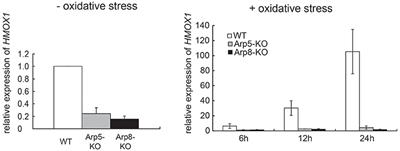 Frontiers | Actin Family Proteins in the Human INO80 Chromatin ...