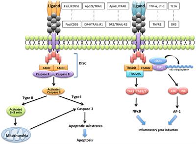 Frontiers | Dual Role of Fas/FasL-Mediated Signal in Peripheral Immune ...