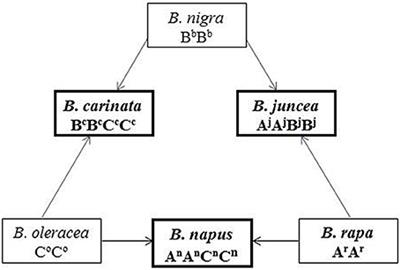 Frontiers | Introgressing Subgenome Components from Brassica rapa and B ...