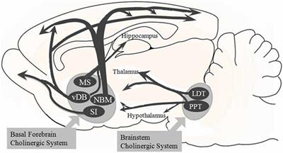 Nucleus Basalis Mouse