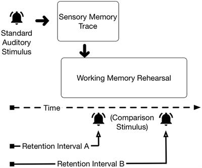 Frontiers | Have We Forgotten Auditory Sensory Memory? Retention ...