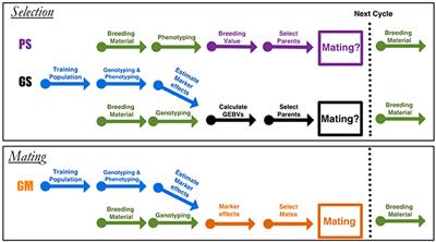 Frontiers | Efficient Breeding by Genomic Mating