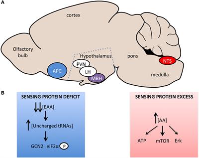Frontiers | Central Amino Acid Sensing in the Control of Feeding Behavior