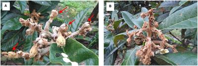 Frontiers | Transcriptome Analysis Reveals Candidate Genes Involved in ...