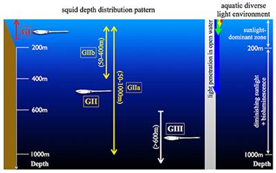 Frontiers | Complex Visual Adaptations in Squid for Specific Tasks in ...