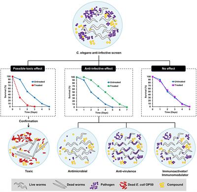 Frontiers | Beyond Traditional Antimicrobials: A Caenorhabditis elegans ...