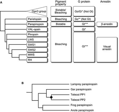 Frontiers | Vertebrate Bistable Pigment Parapinopsin: Implications for ...