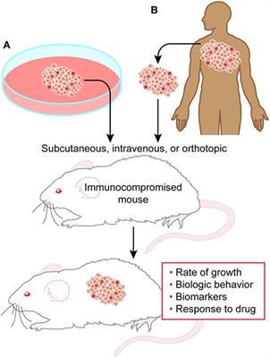 Frontiers | Overview of the Use of Murine Models in Leukemia and ...