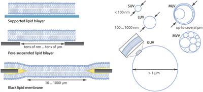 Frontiers | Production of Isolated Giant Unilamellar Vesicles under ...
