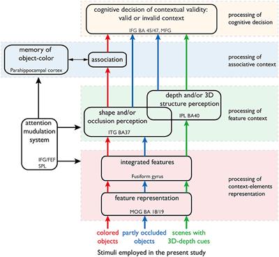 Frontiers | Modes of Effective Connectivity within Cortical Pathways ...
