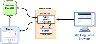 Frontiers | The Pancreatic Islet Regulome Browser