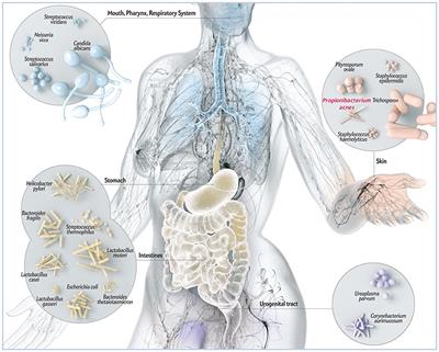 Frontiers | P. acnes-Driven Disease Pathology: Current Knowledge and ...