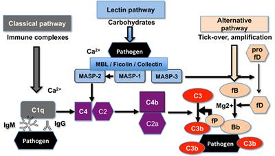 Frontiers | In Vitro and In Vivo Differences in Murine Third Complement ...