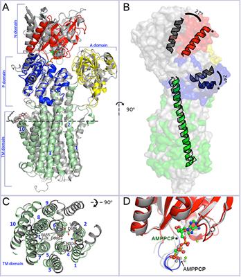 Frontiers | Improved Model of Proton Pump Crystal Structure Obtained by ...