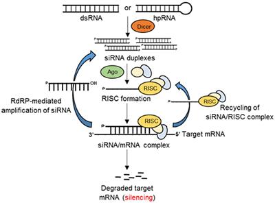 Frontiers | RNA Interference (RNAi) as a Potential Tool for Control of ...