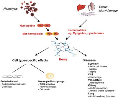 Frontiers | Heme as a Target for Therapeutic Interventions