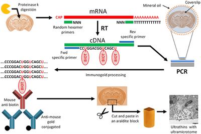 Invitrogen Cdna Synthesis Protocol