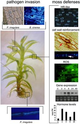 Frontiers | Adaptation Mechanisms in the Evolution of Moss Defenses to ...