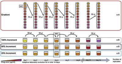 Frontiers | Adaptive Laboratory Evolution of Antibiotic Resistance ...