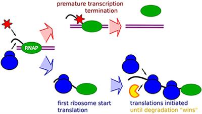 Frontiers | Occlusion of the Ribosome Binding Site Connects the ...