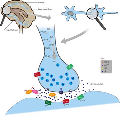 Frontiers | The Role of Norepinephrine and Its α-Adrenergic Receptors ...