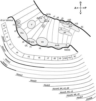 Frontiers | Cellular and Molecular Underpinnings of Neuronal Assembly ...