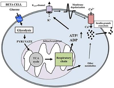 Frontiers | Pancreatic Beta Cell Identity in Humans and the Role of ...
