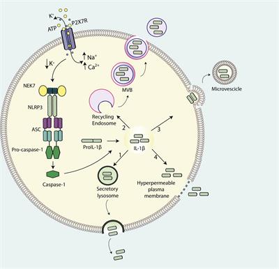 Frontiers | The P2X7 Receptor-Interleukin-1 Liaison