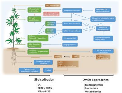 Frontiers | Silicon and Plants: Current Knowledge and Technological ...