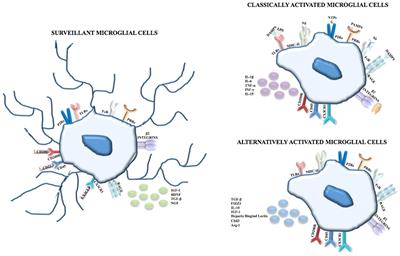 Microglial Cells